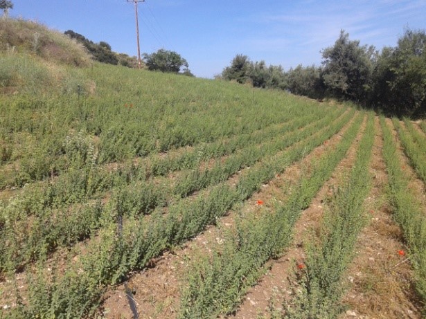 Gallery | Γεωργική Ανάπτυξη